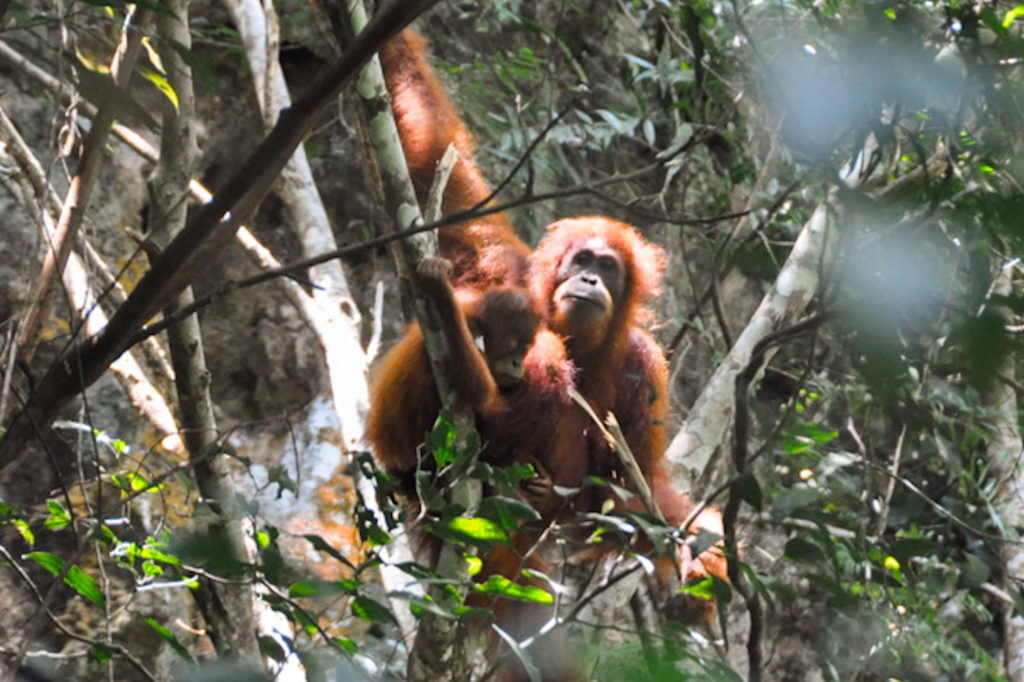 Epic Trekking in Gunung Leuser: A Journey into Sumatra’s Rainforest ...