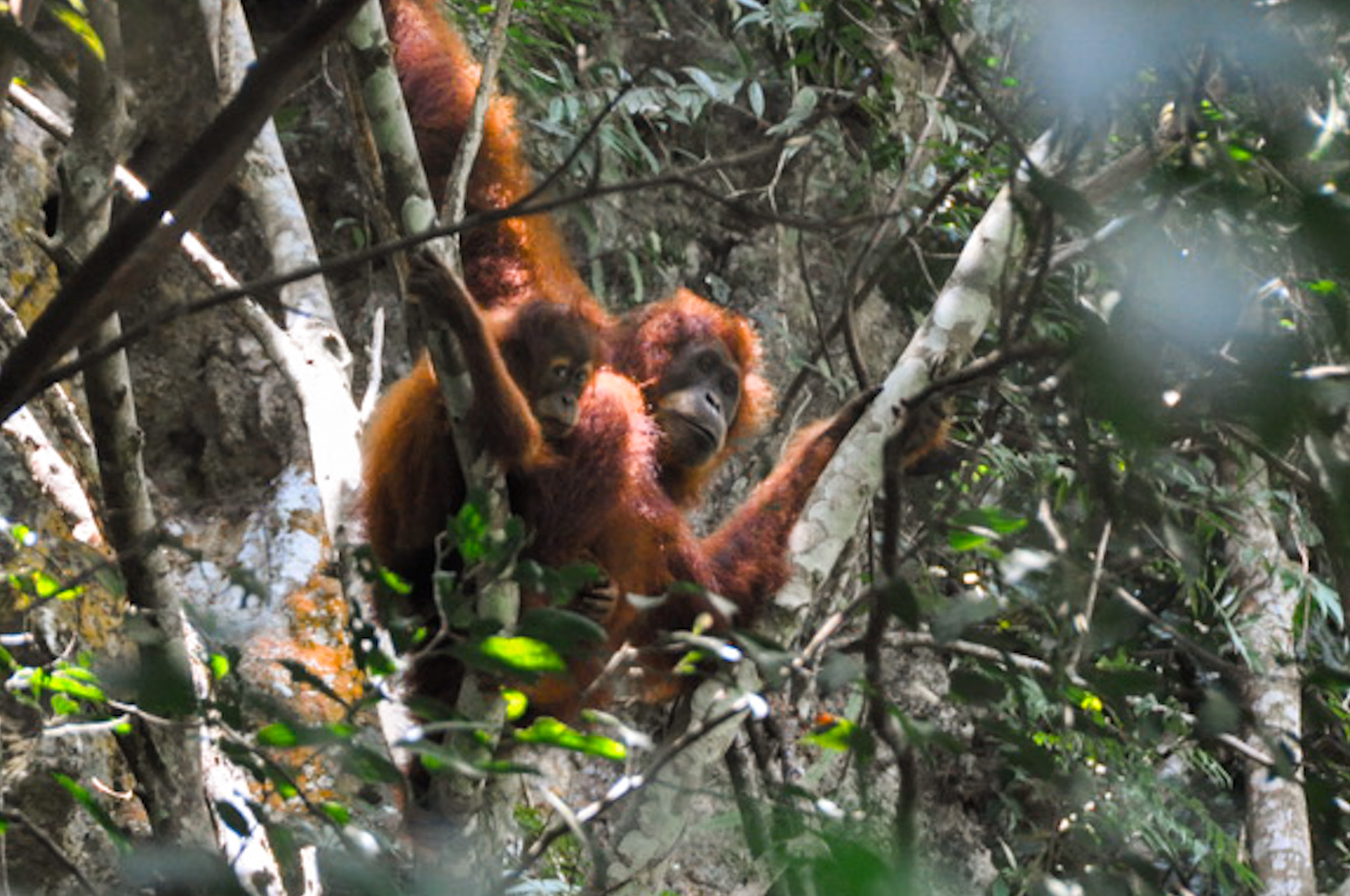 Meeting wild orangutans in North Sumatra | Feast of Travel