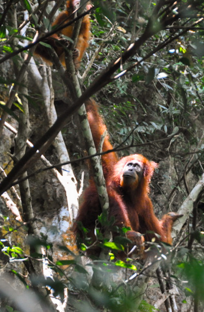 Epic Trekking in Gunung Leuser: A Journey into Sumatra’s Rainforest ...