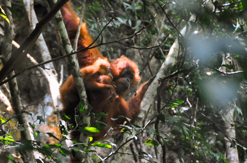 Epic Trekking in Gunung Leuser: A Journey into Sumatra’s Rainforest ...