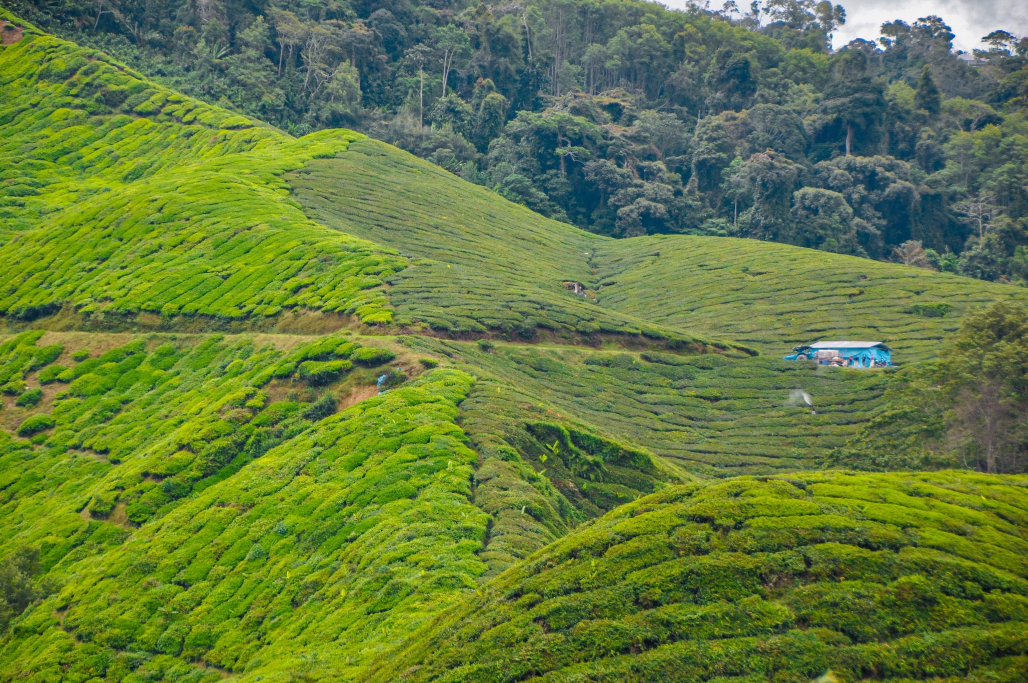 What to do in Cameron Highlands, Malaysia | Feast of Travel