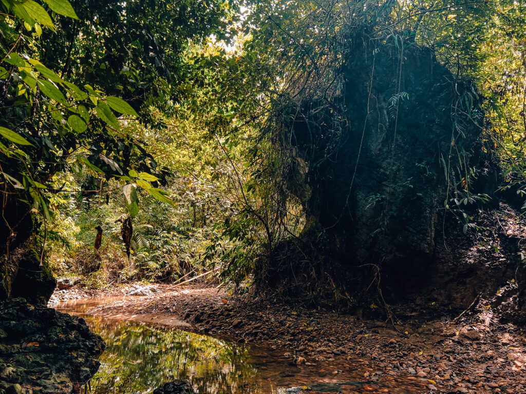 Epic Trekking in Gunung Leuser: A Journey into Sumatra’s Rainforest ...