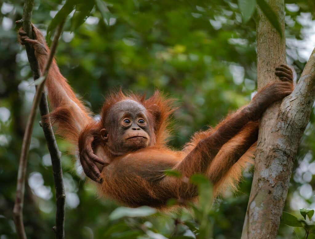 Epic Trekking in Gunung Leuser: A Journey into Sumatra’s Rainforest ...