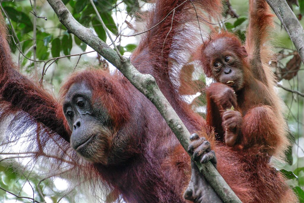 Epic Trekking in Gunung Leuser: A Journey into Sumatra’s Rainforest ...